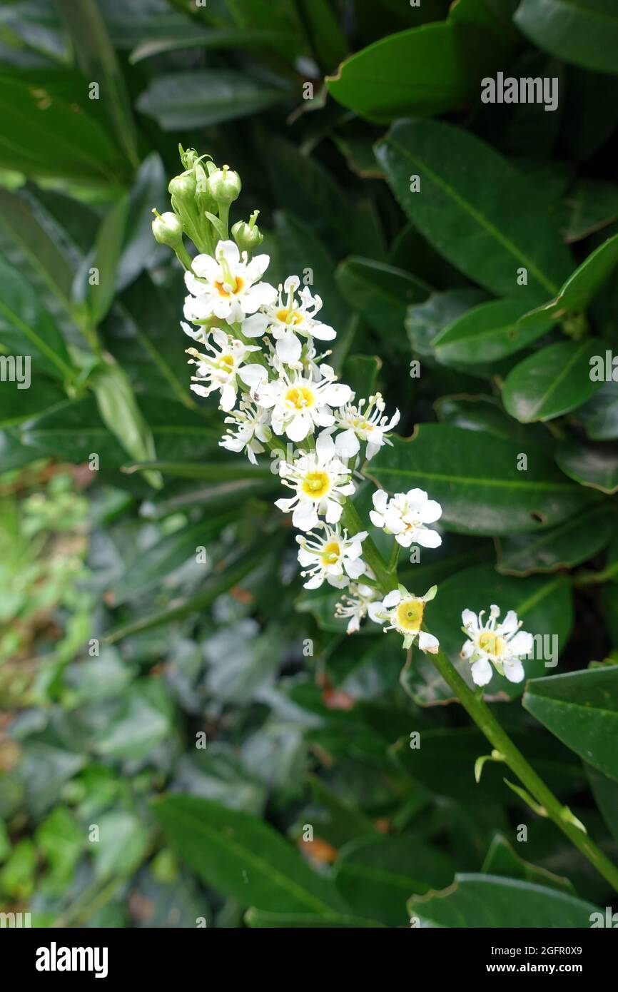 Prunus laurocerasus common laurel cherry laurel hi-res stock ...