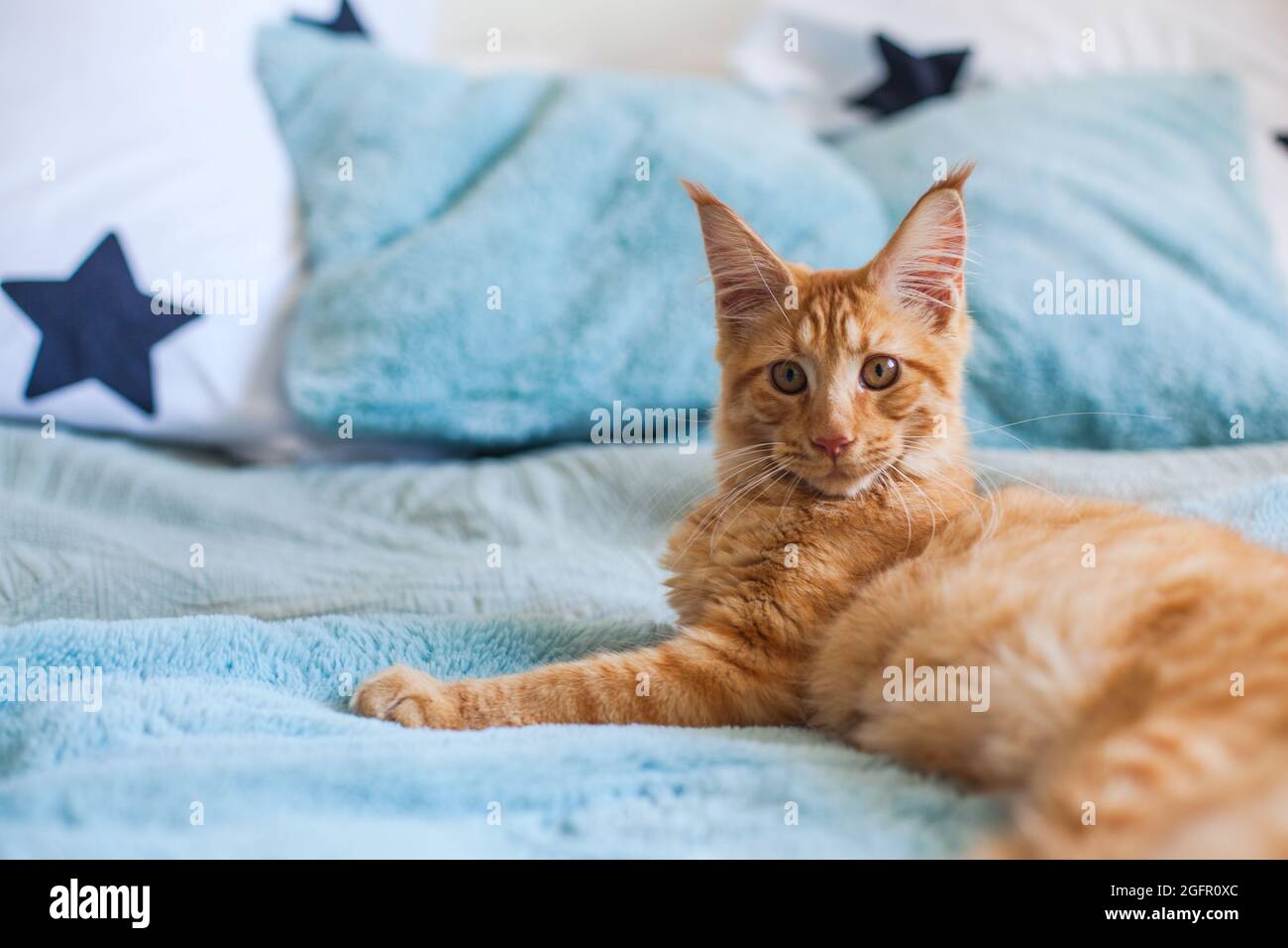 Portrait of a curious 6 month old red Maine Coon cat Stock Photo - Alamy