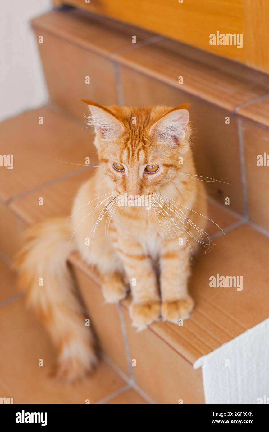 Portrait of a curious 6 month old red Maine Coon cat Stock Photo - Alamy