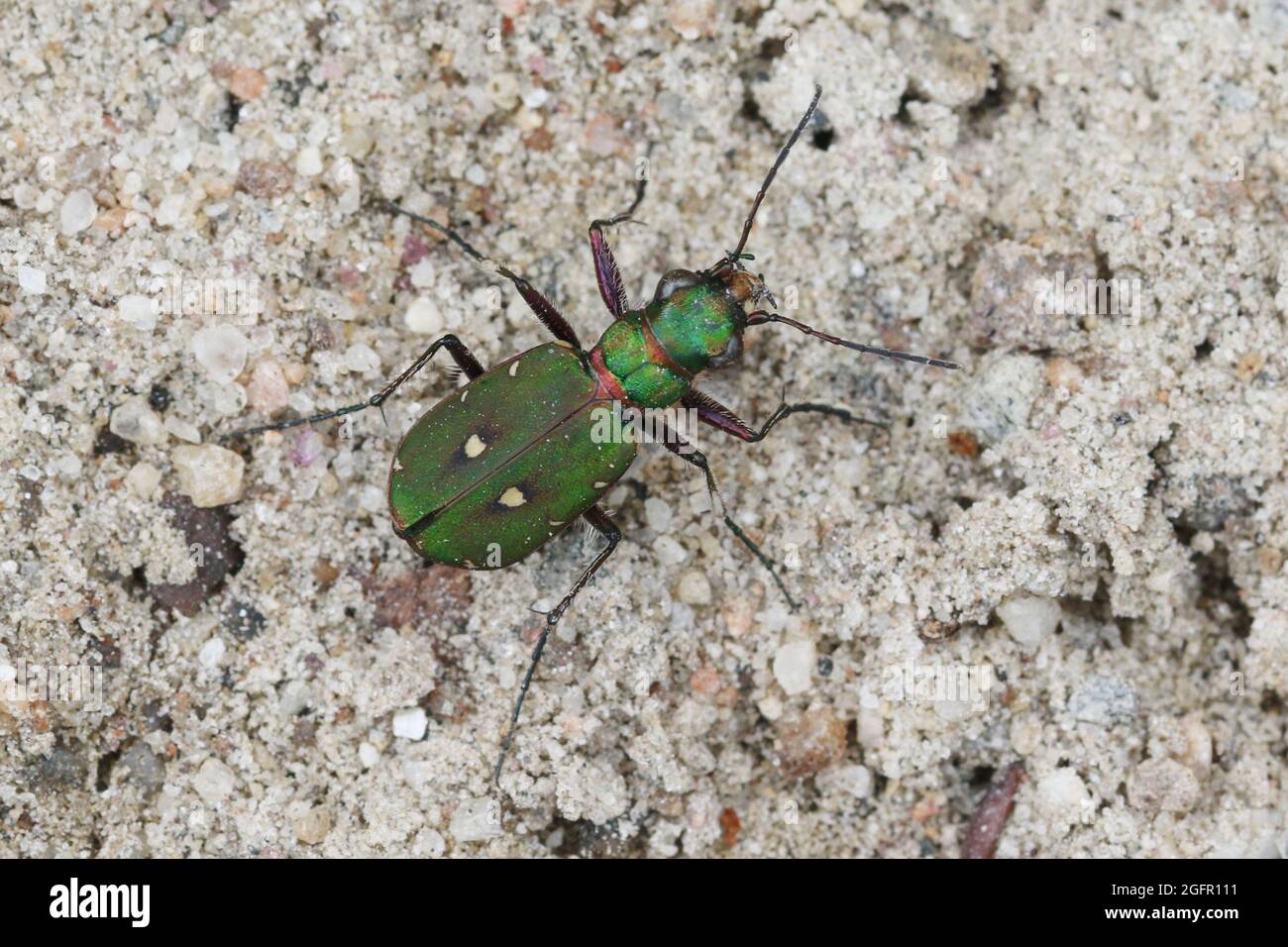 A Green Tiger Beetle (Cicindela campestris), a species of predatory ...