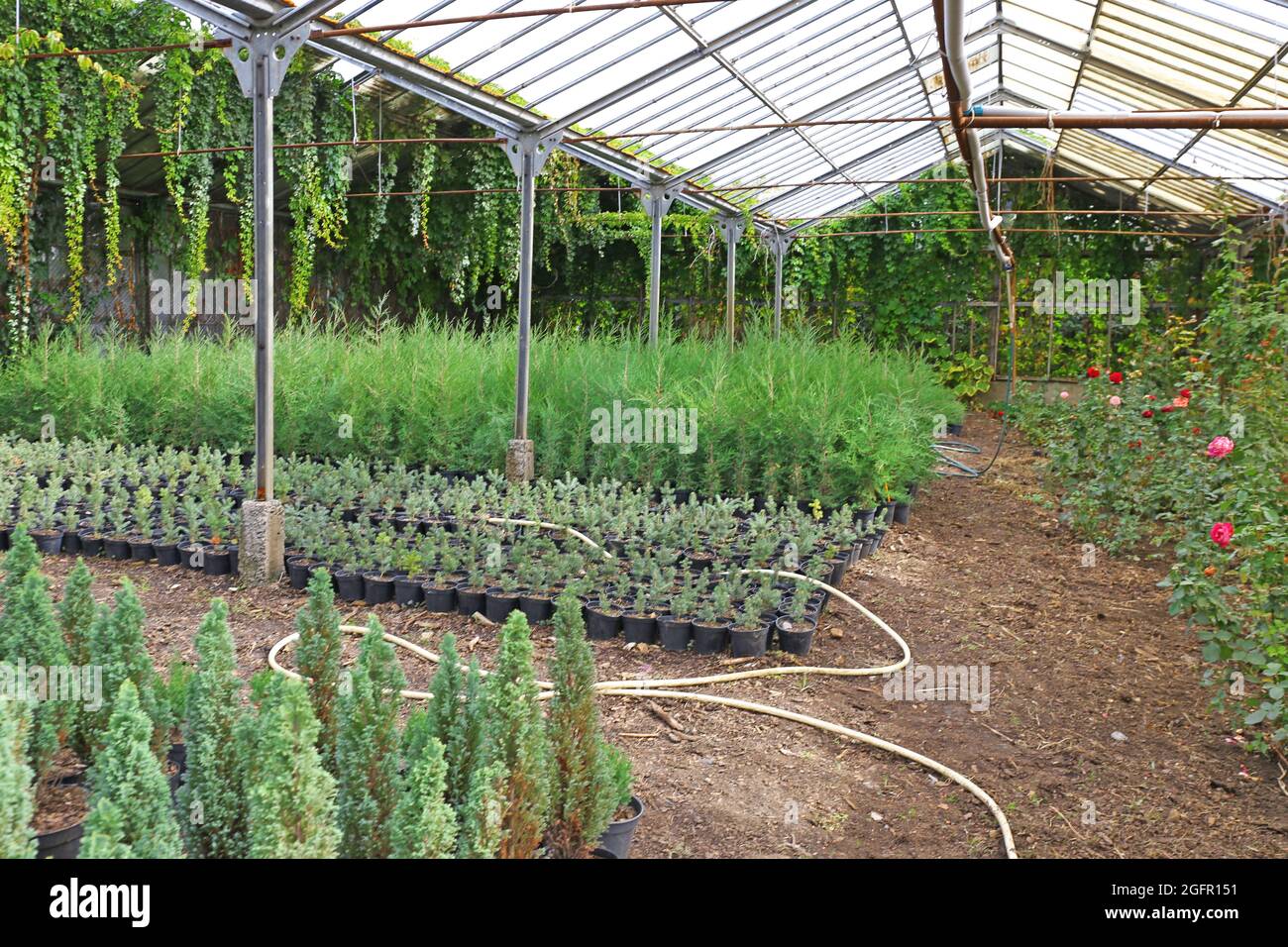 Greenhouse with plenty of beautiful plants Stock Photo - Alamy