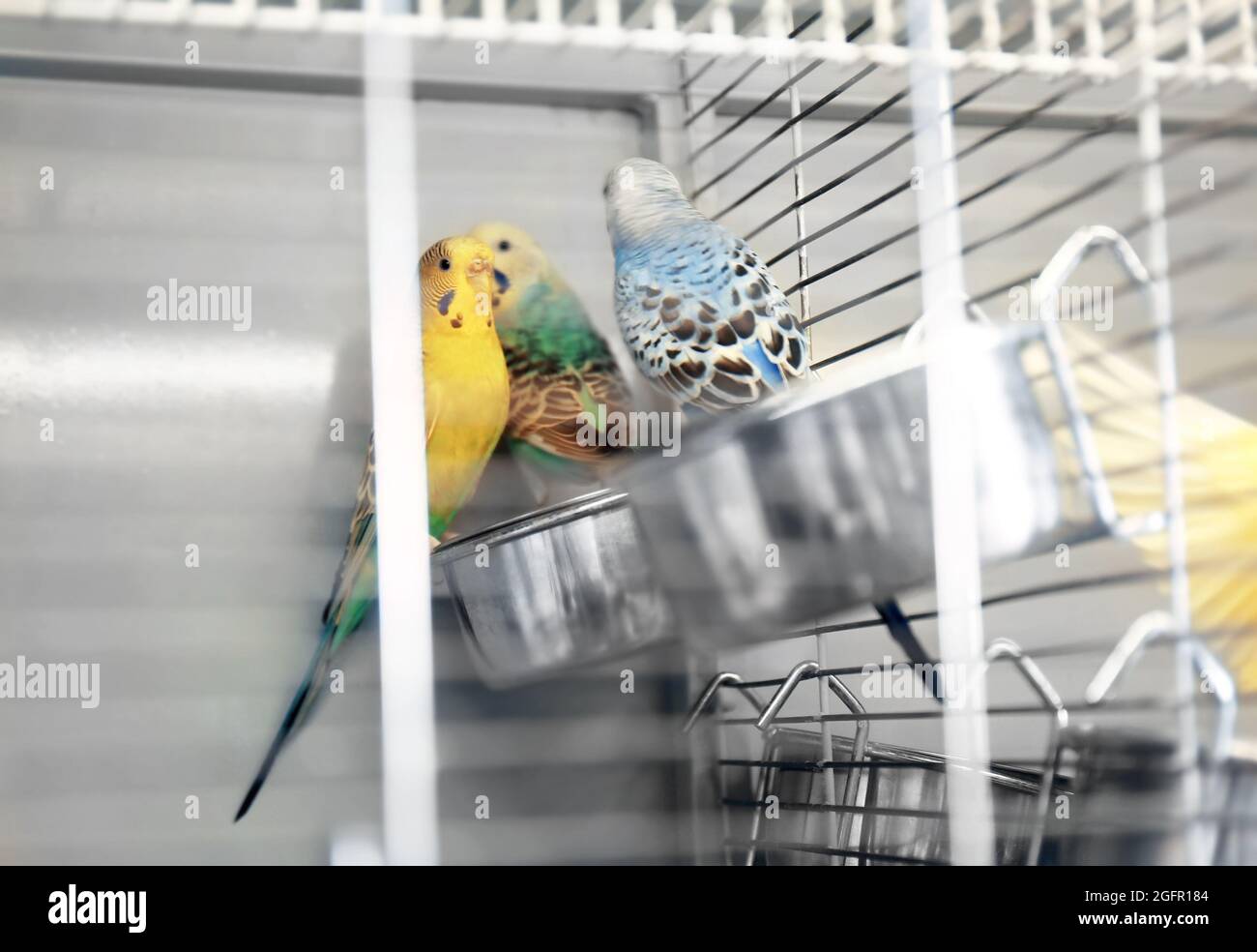 Beautiful colorful parakeets in cage, close up view Stock Photo - Alamy