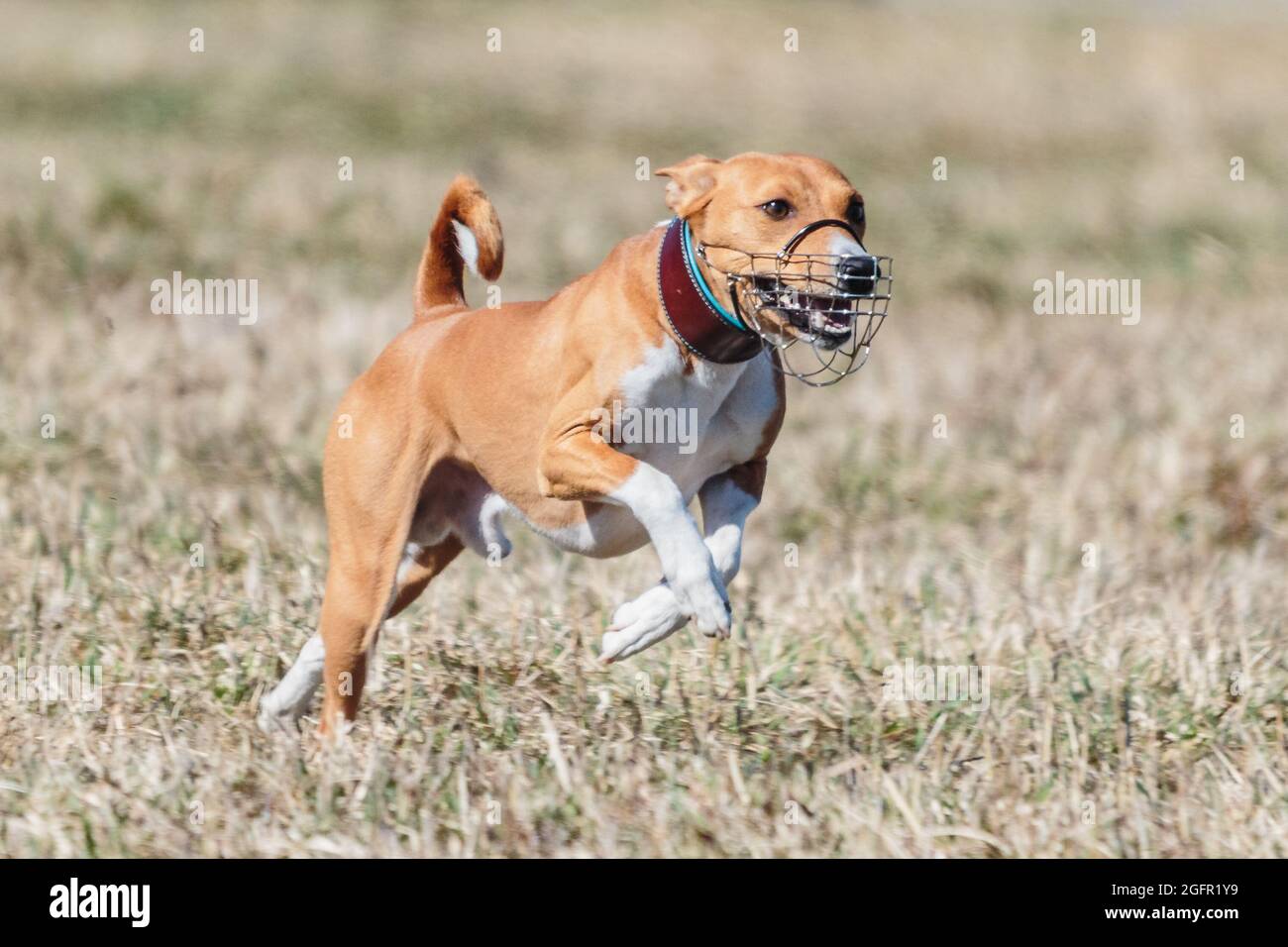 Basenji running full speed at lure coursing dog sport competition Stock ...