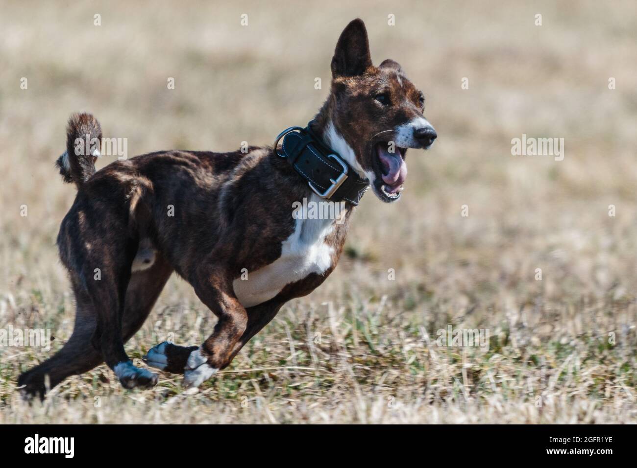 Basenji running full speed at lure coursing dog sport competition Stock ...