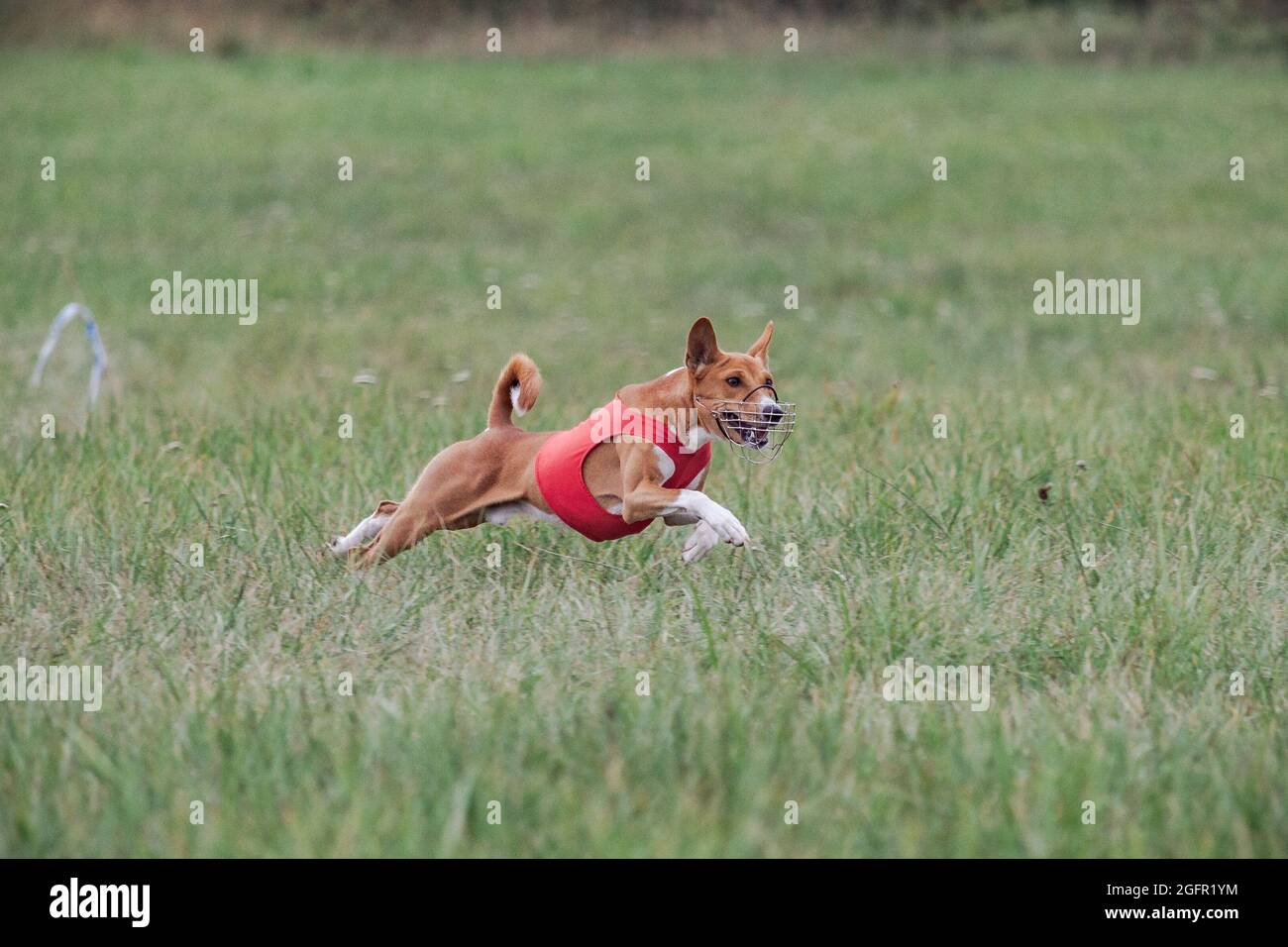 Basenji running full speed at lure coursing dog sport competition Stock ...