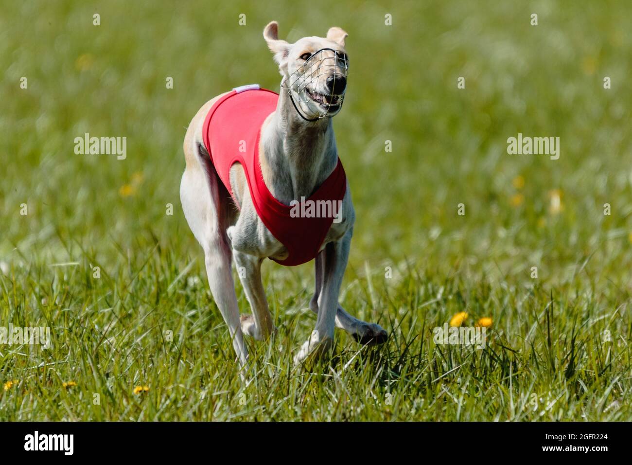 Whippet running in a red jacket coursing field on lure coursing ...