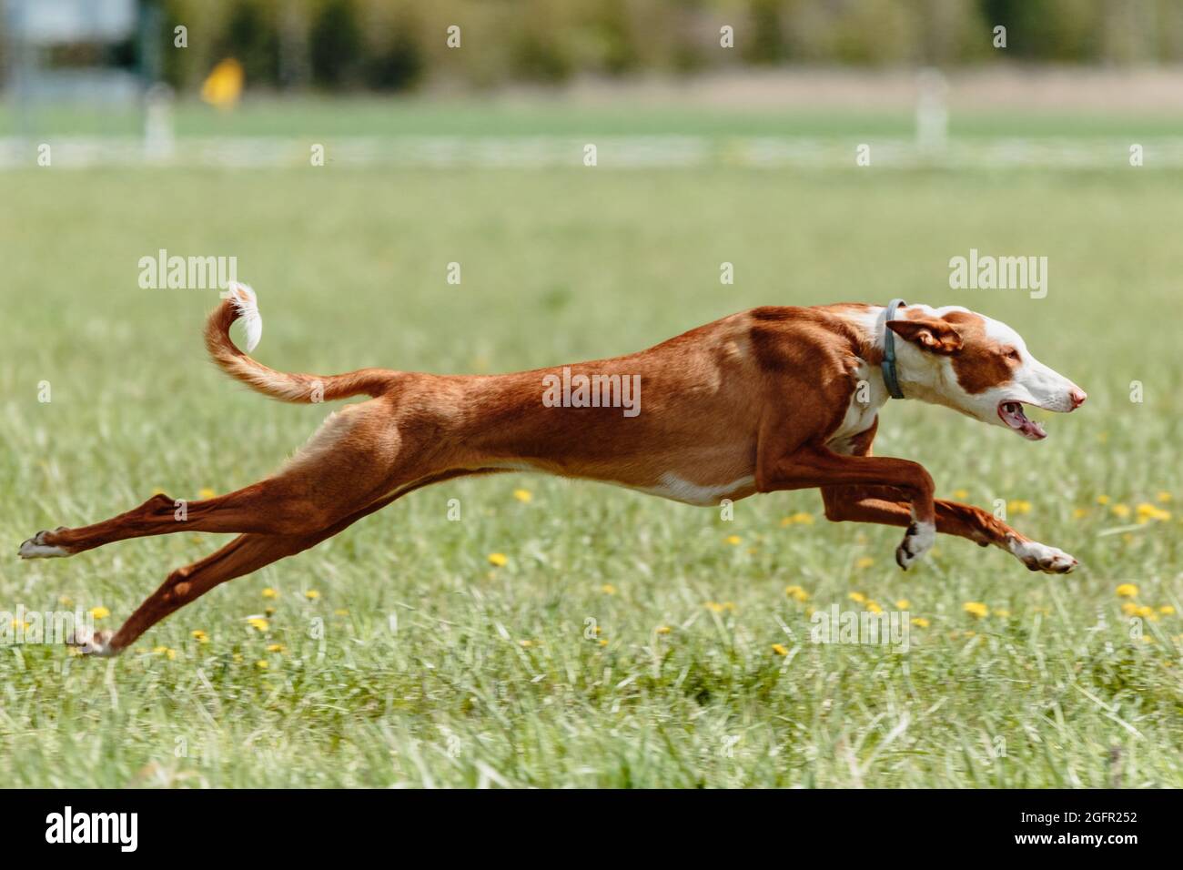 Podenco dog running full speed at lure coursing sport Stock Photo - Alamy