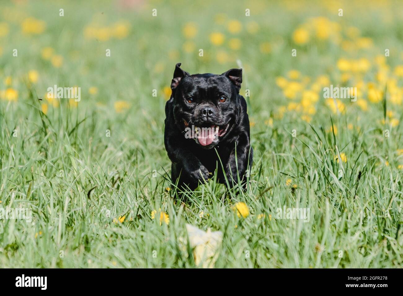 Straight bull dog hi-res stock photography and images - Alamy