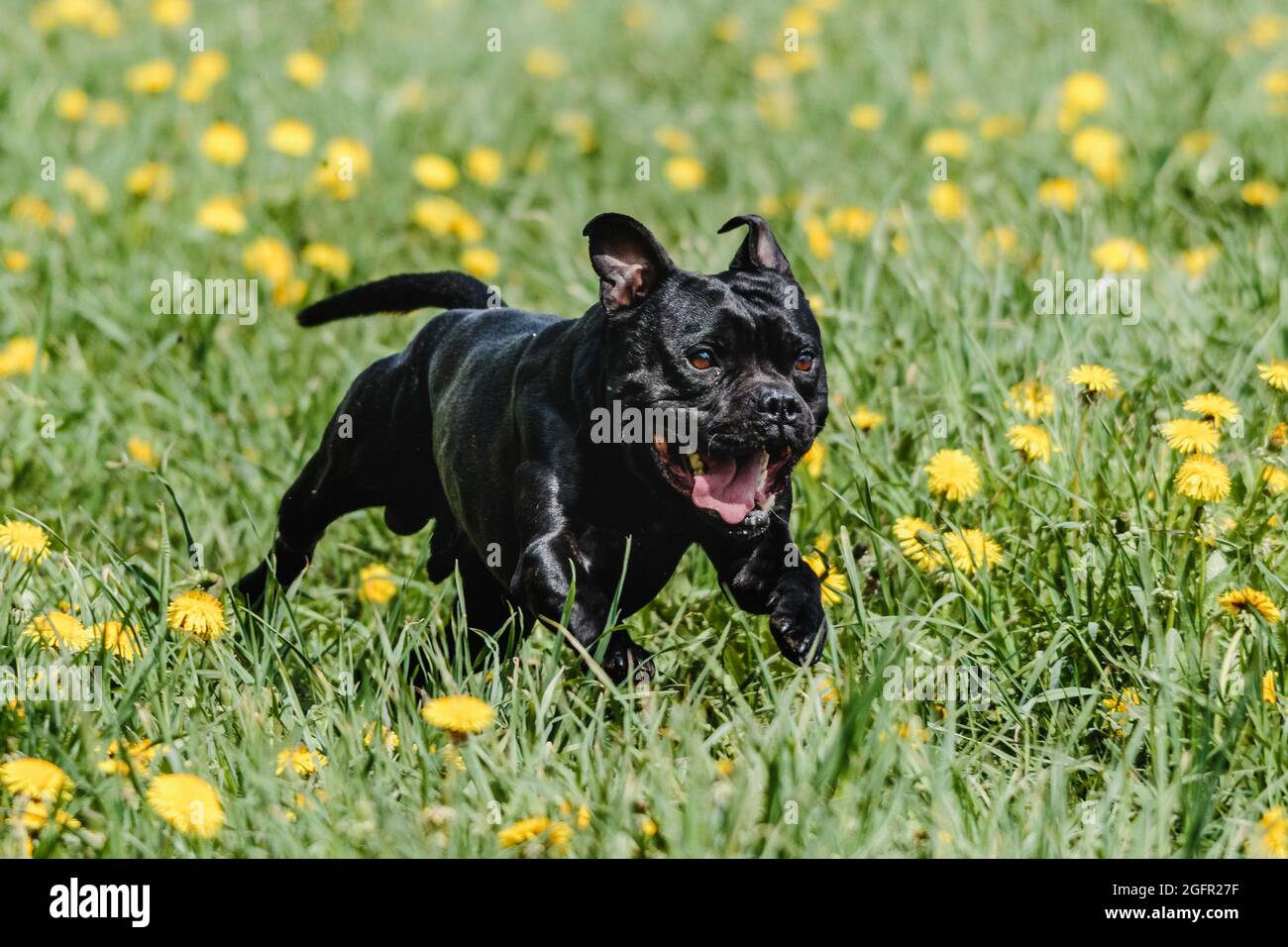 Straight bull dog hi-res stock photography and images - Alamy