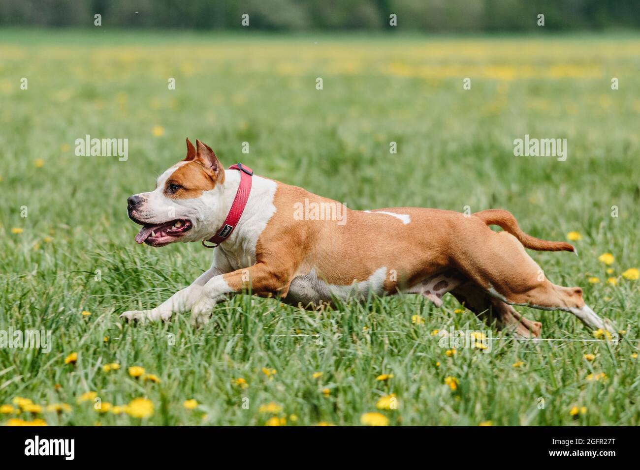 Pit Bull dog running full speed at lure coursing sport Stock Photo - Alamy
