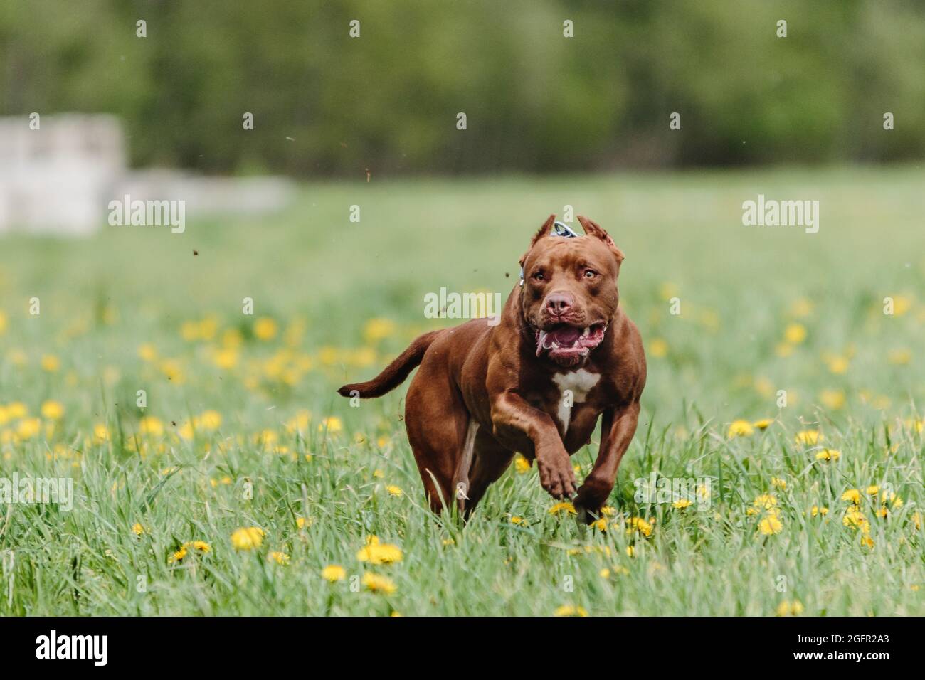 Pit Bull dog running full speed at lure coursing sport Stock Photo - Alamy