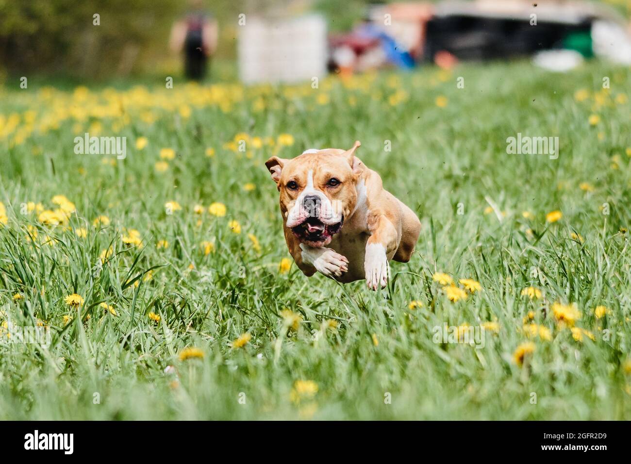 Staffordshire Bull Terrier dog running straight at the camera Stock ...