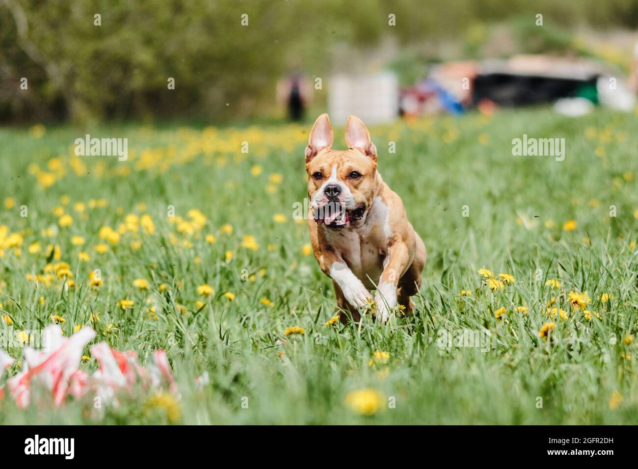 Straight bull dog hi-res stock photography and images - Alamy