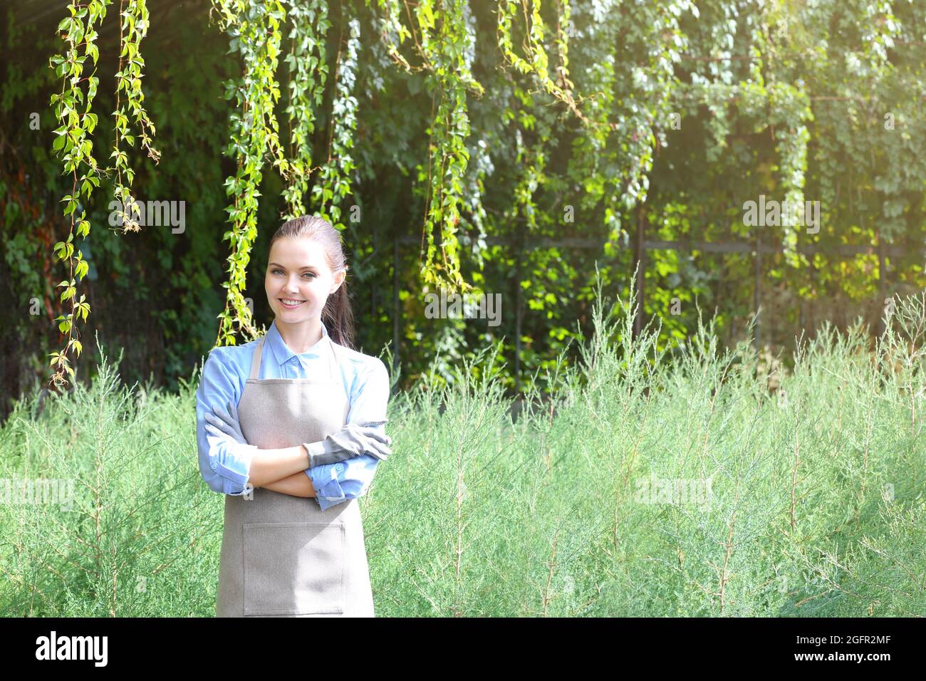 Pretty young gardener looking after juniper in greenhouse Stock Photo ...