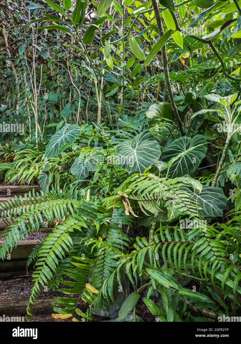 A jumble of tropical plants crowd a walkway through a garden in a ...