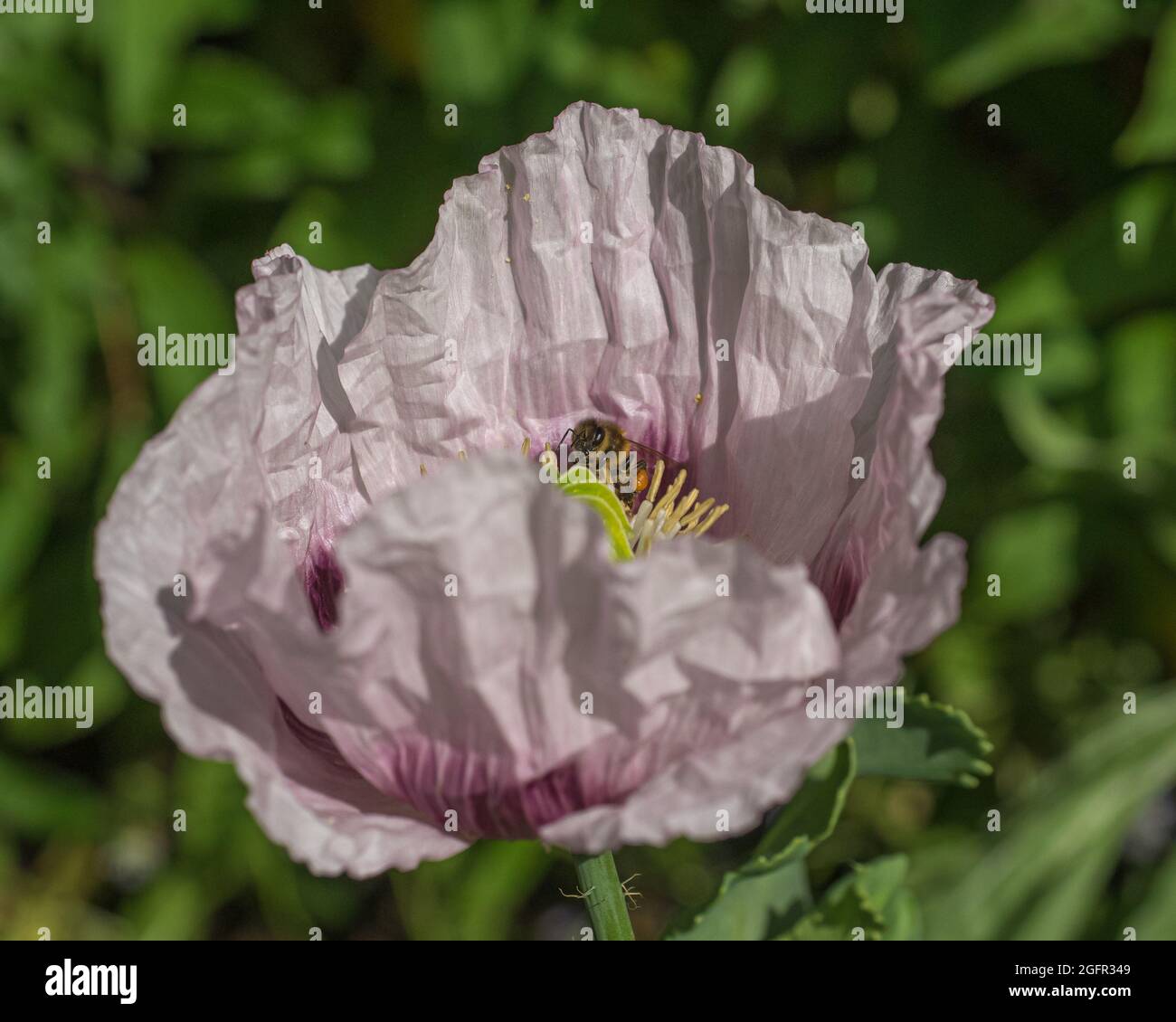 Poppy pollination hi-res stock photography and images - Alamy