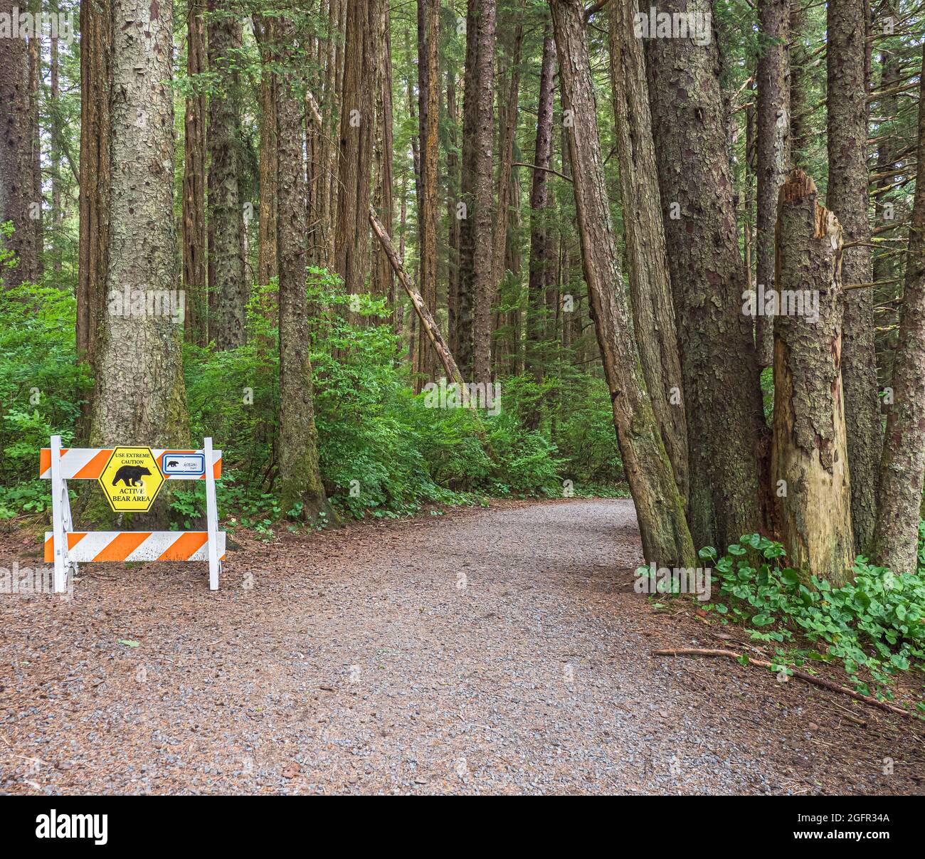 Path through a forest with caution sign warning hikers of bear activity ...