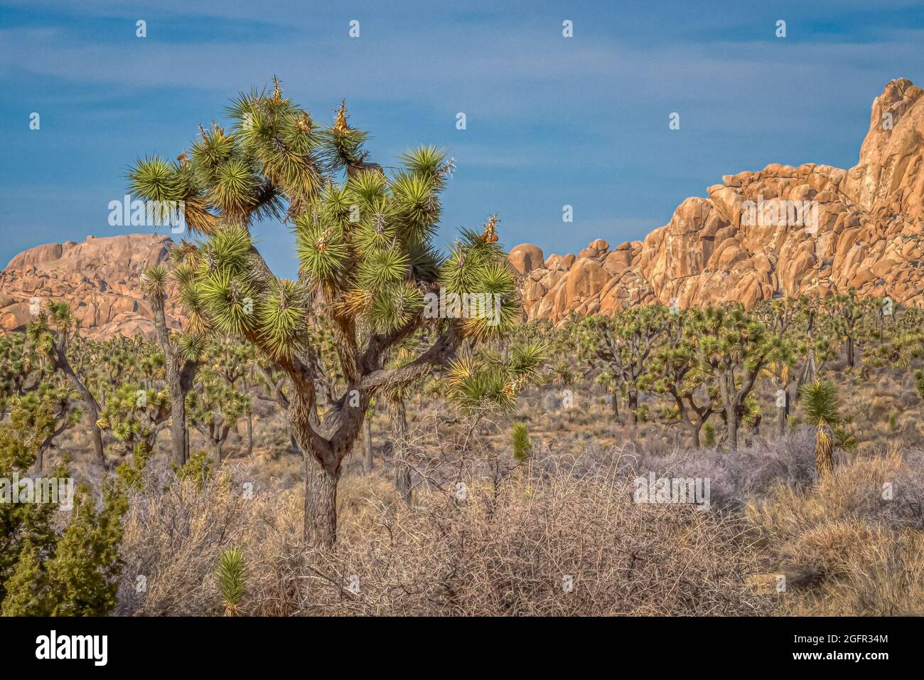Joshua tree with many more in the background near the Hall of Horrors ...