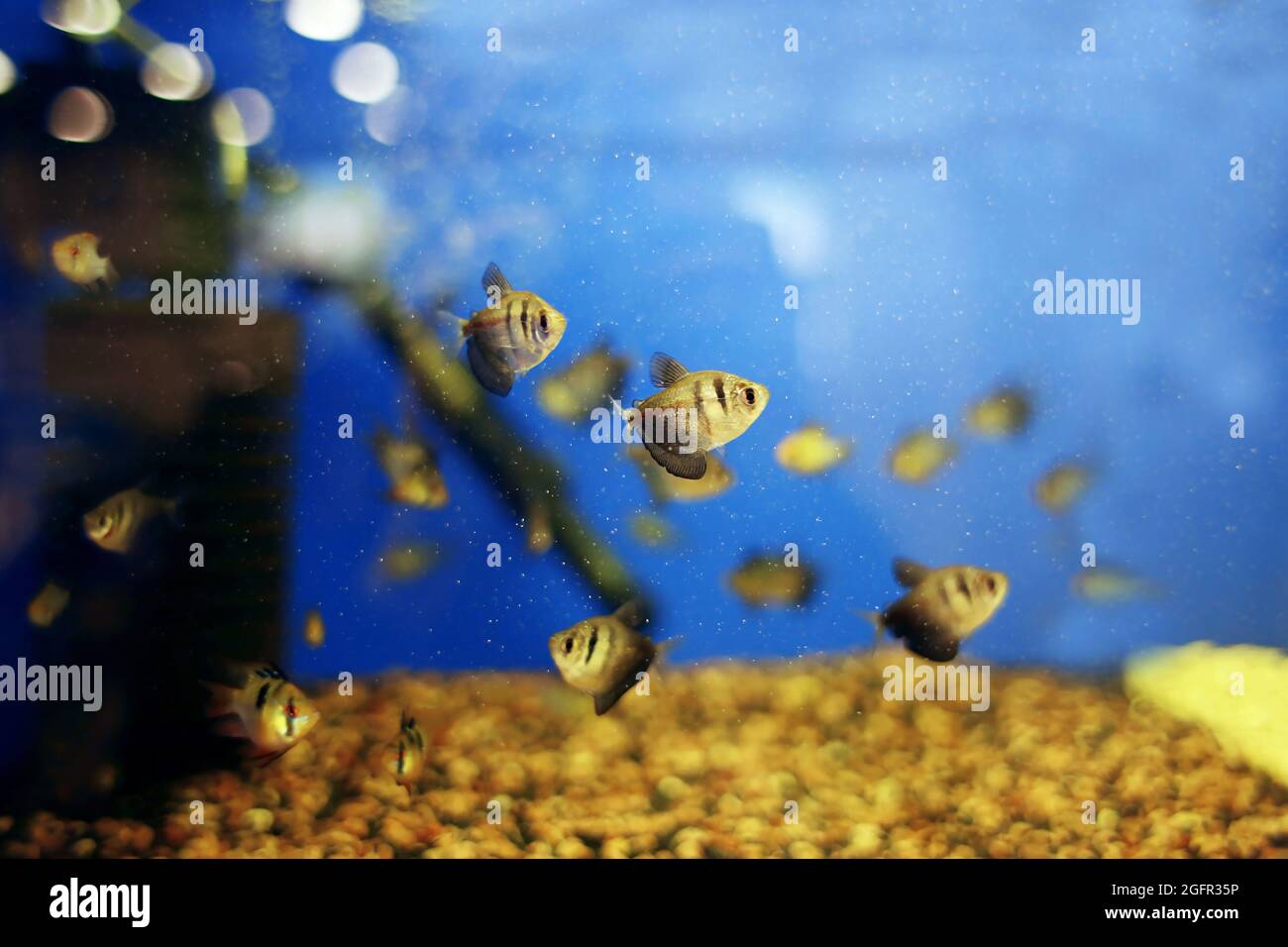 Beautiful aquarium with fish in pet shop, close up Stock Photo - Alamy