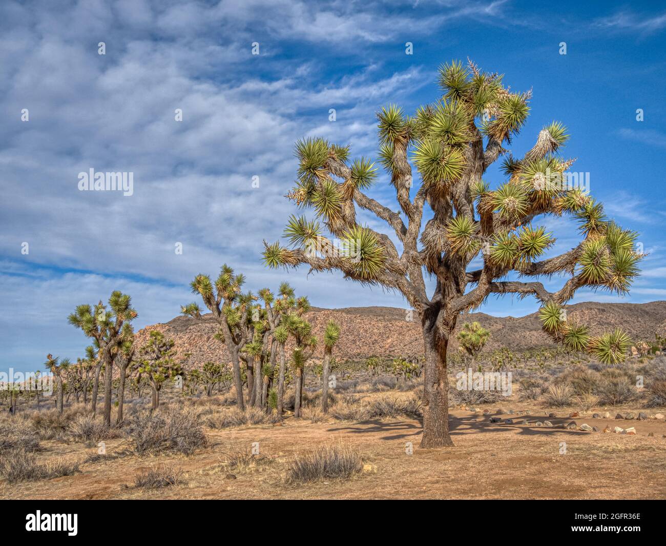 Deserted land joshua tree hi-res stock photography and images - Alamy