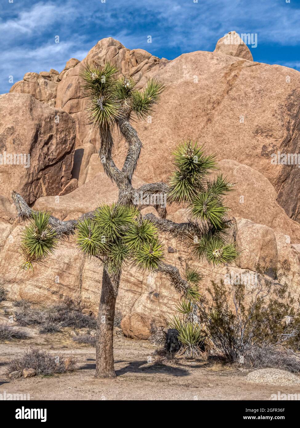 Portrait of a Joshua tree growing in front of a rocky outcrop in ...