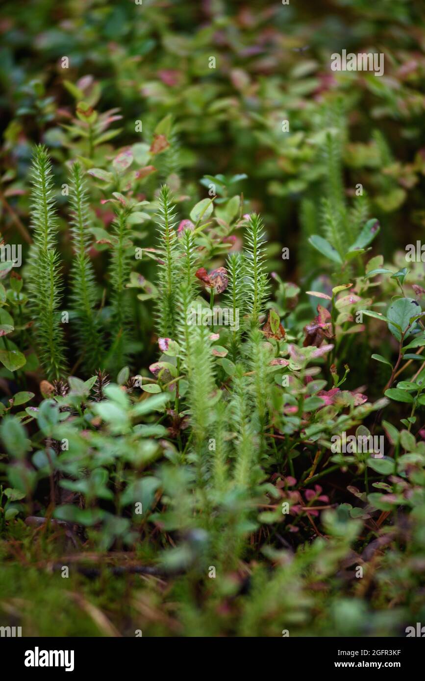 Plants in the taiga forest in a swampy area. Lycopodium close-up Stock ...