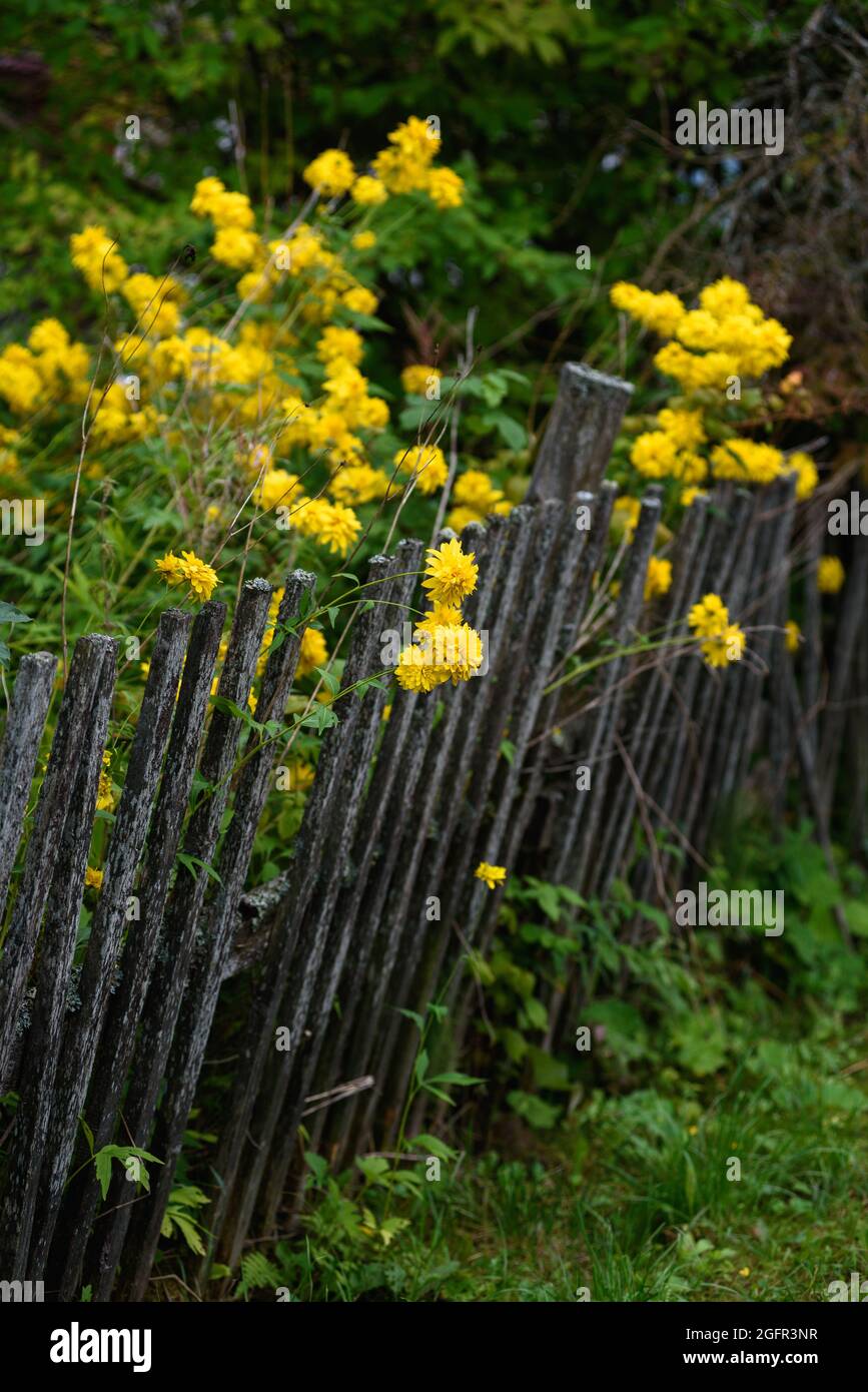 The plant of a golden ball on the background of a wooden wall Stock ...