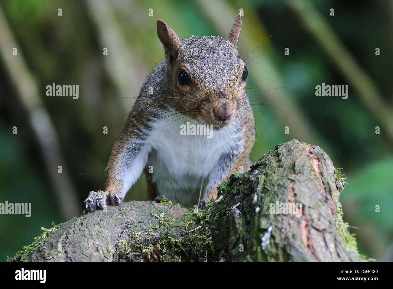 A grey squirrel climbing on trees in woodland Stock Photo - Alamy