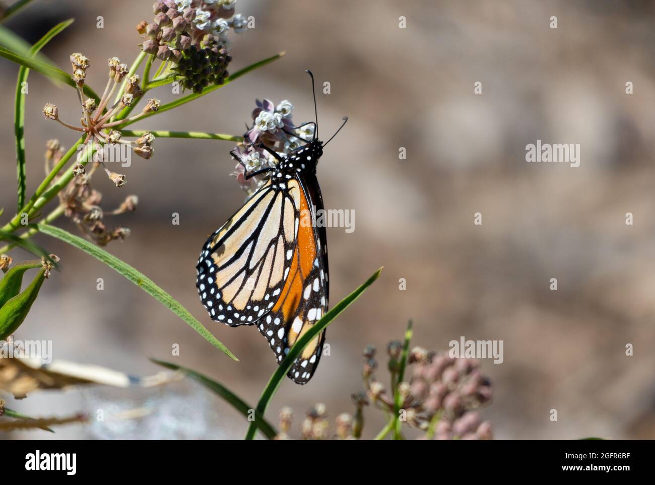 A monarch butterfly (Danaus plexippus) on a wildflower plant in Malibu ...