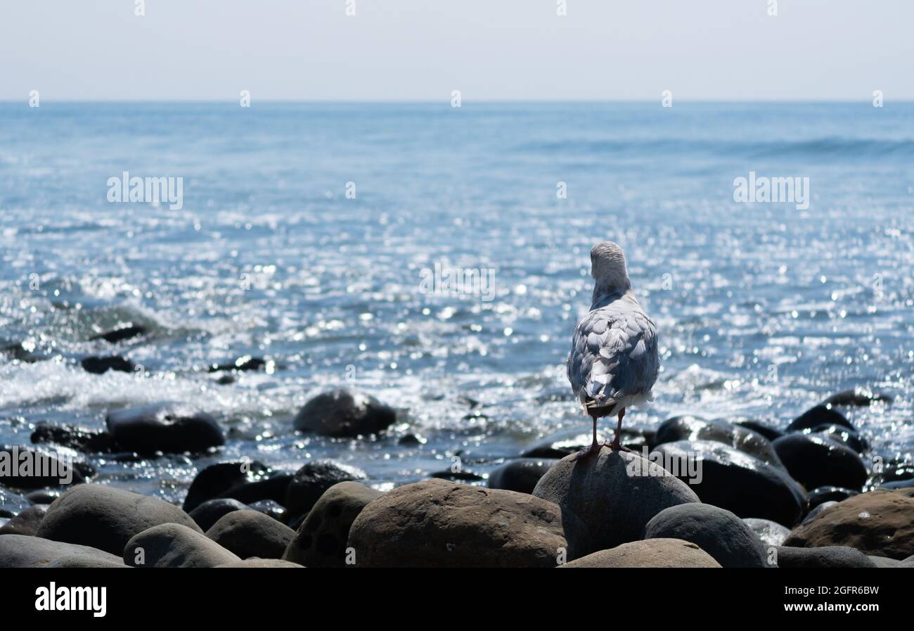 A seagull (Larus californicus) watches the waves crash on shore at ...