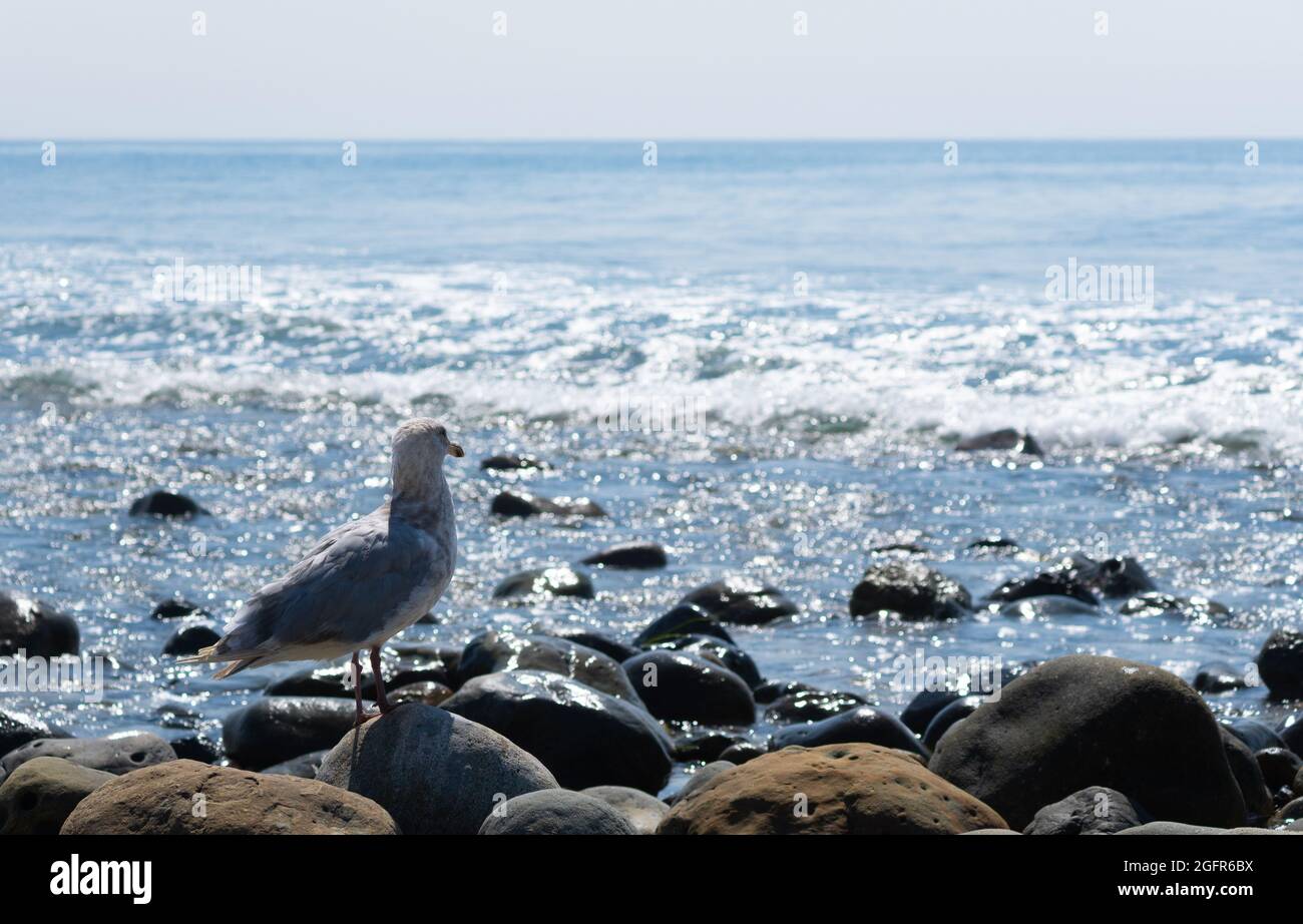 A seagull (Larus californicus) watches the waves crash on shore at ...