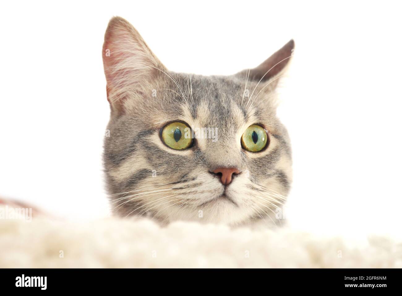 Cute cat on couch Stock Photo - Alamy