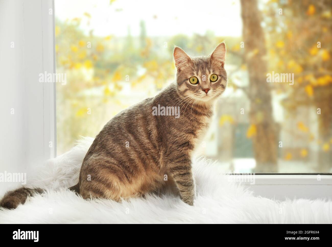 Cute cat on windowsill Stock Photo - Alamy
