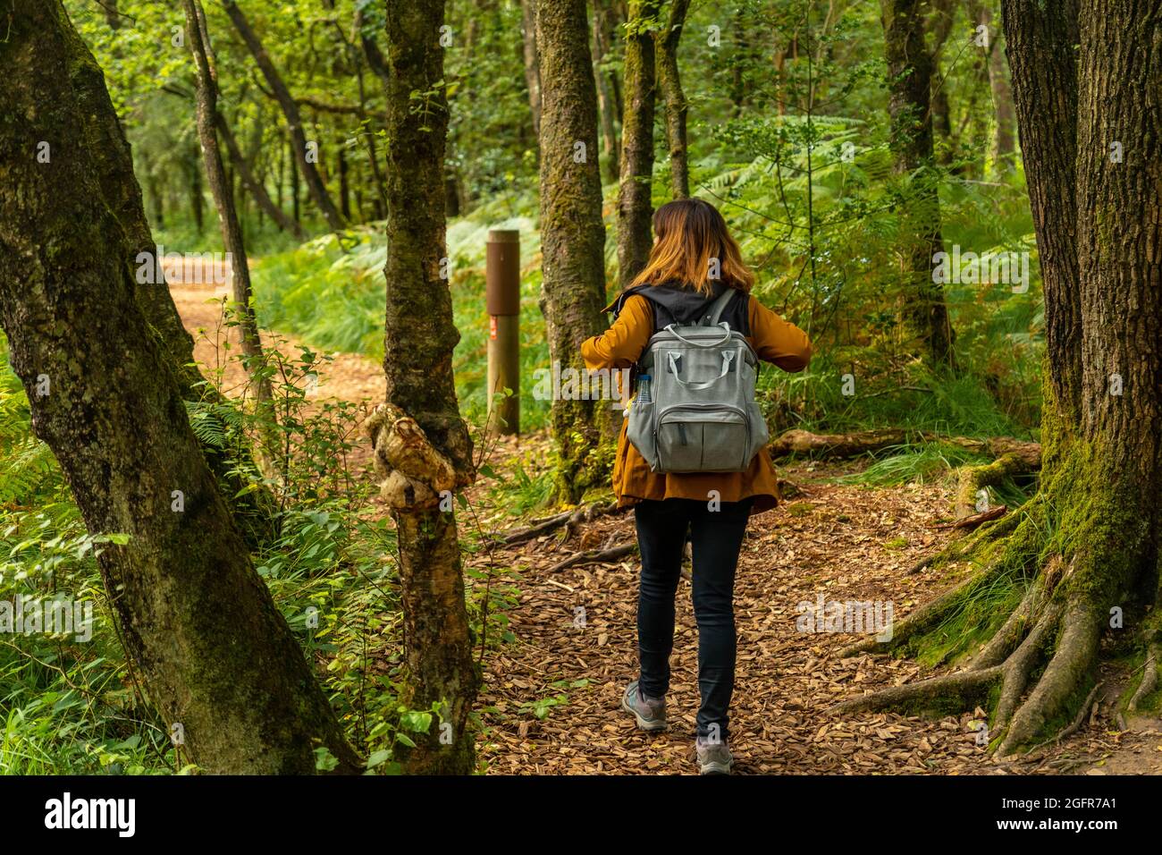 Female on the footpath in the Broceliande forest in Brittany, near ...