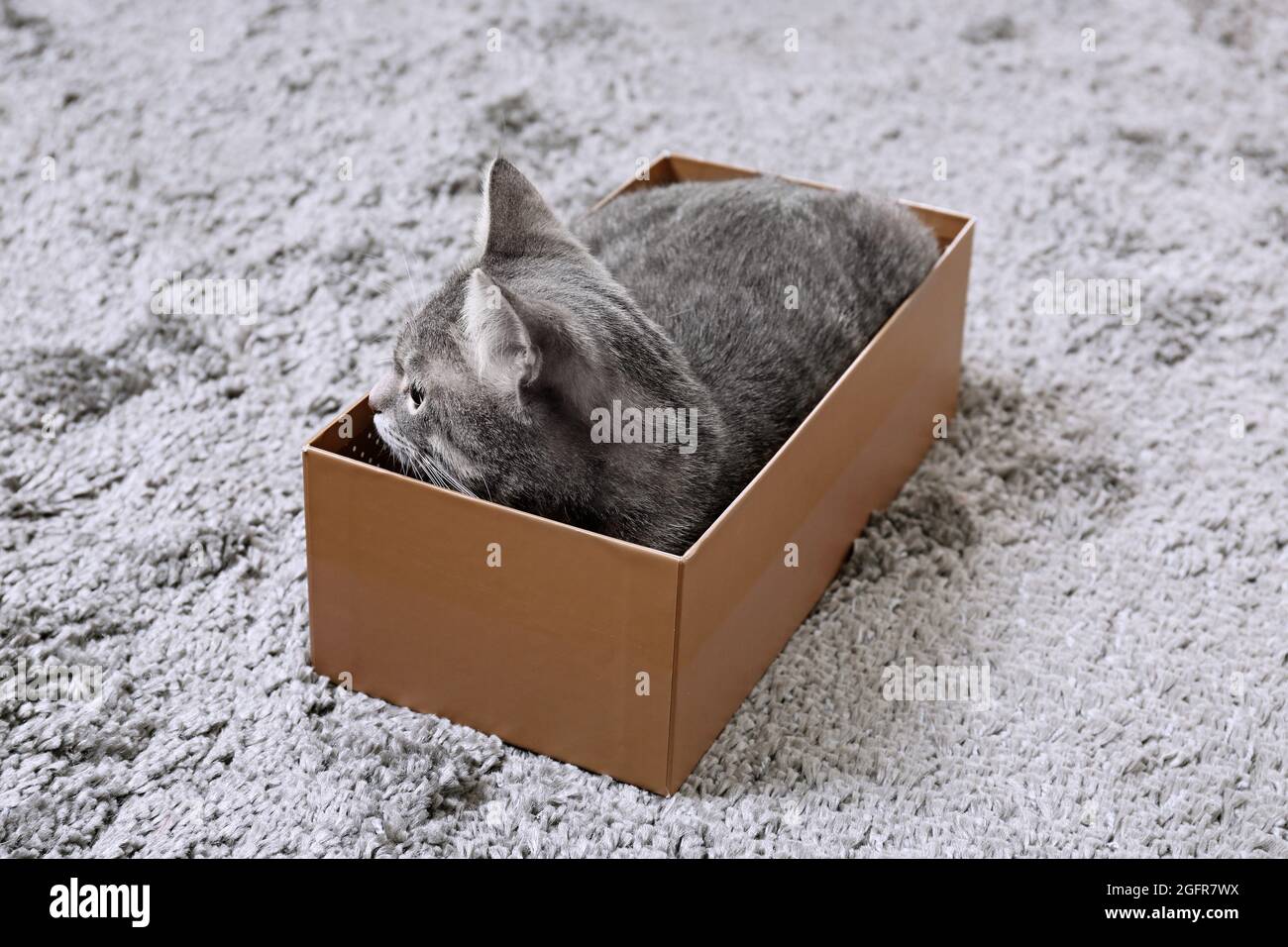 Cute cat in cardboard box Stock Photo - Alamy