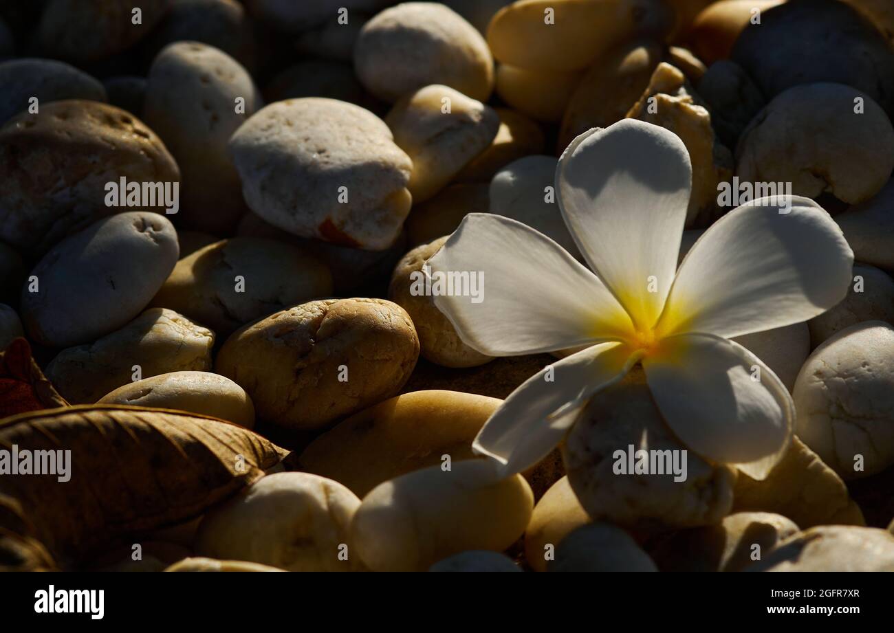 Pebbles flower hi-res stock photography and images - Alamy