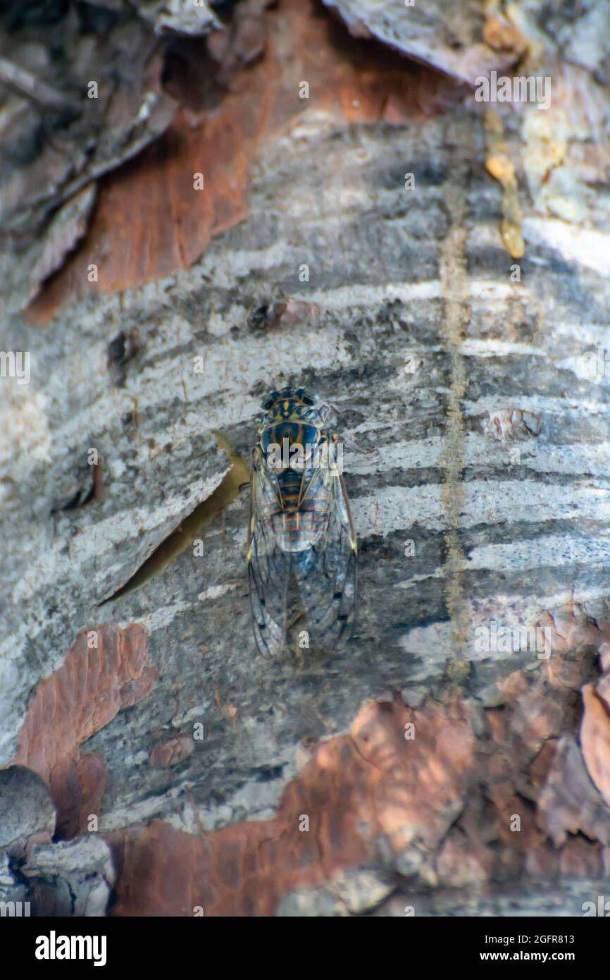 Symbol of Provence, adult cicada orni insect sits on tree close-up ...