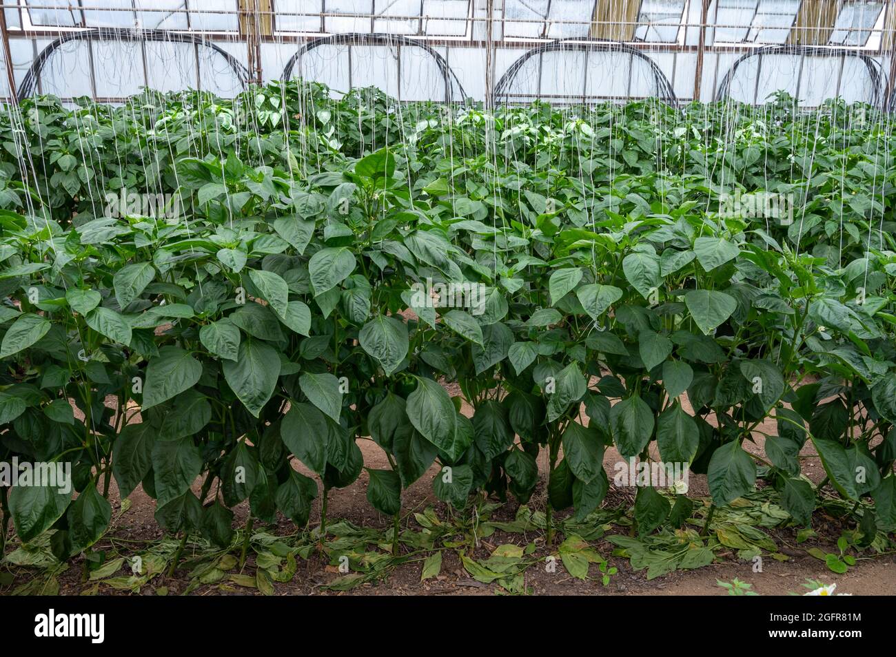 Rows of green bell peppers or paprika plants in small French greenhouse ...