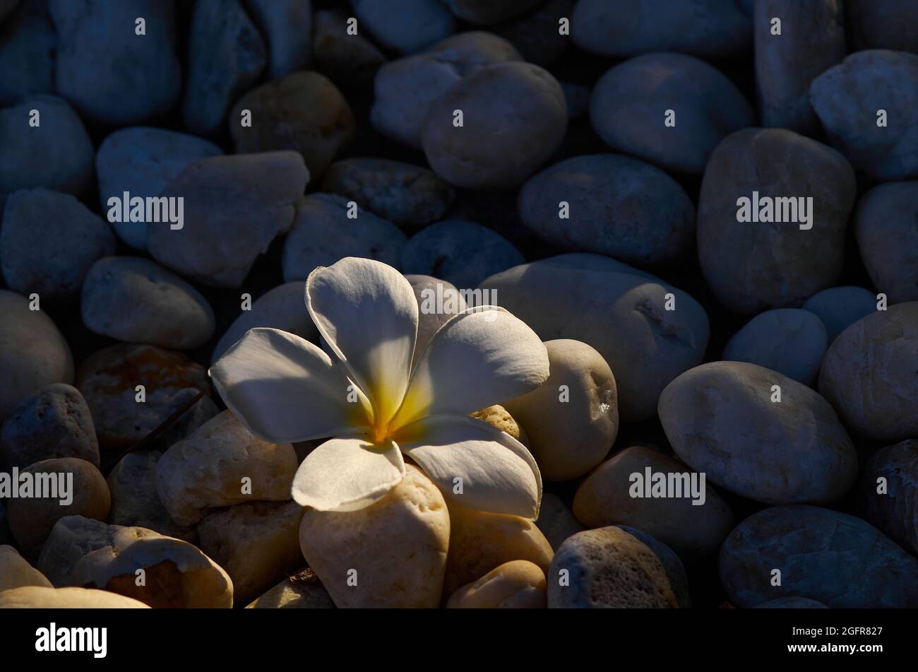 Pebbles flower hi-res stock photography and images - Alamy