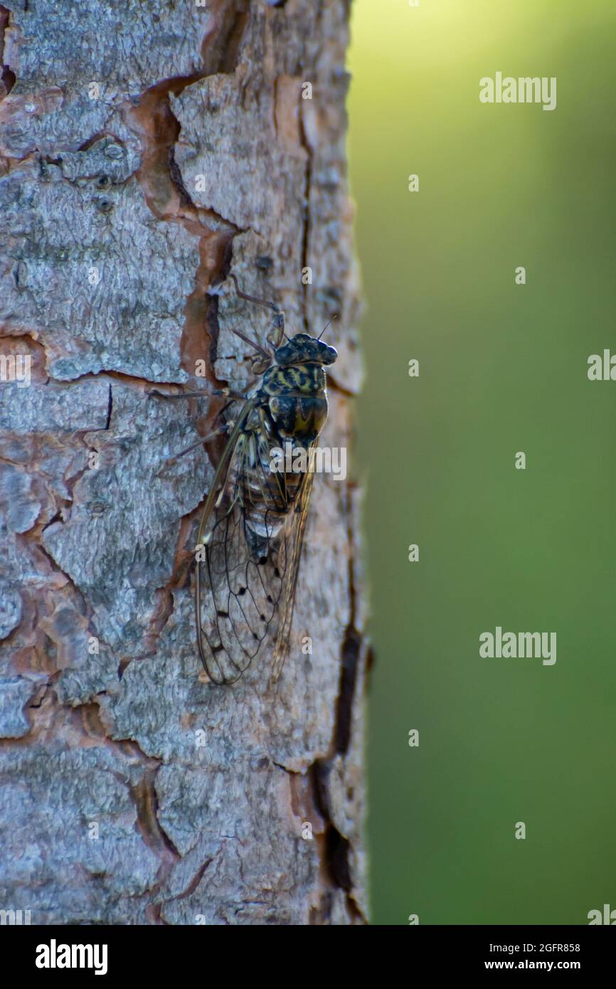 Symbol of Provence, adult cicada orni insect sits on tree close-up ...