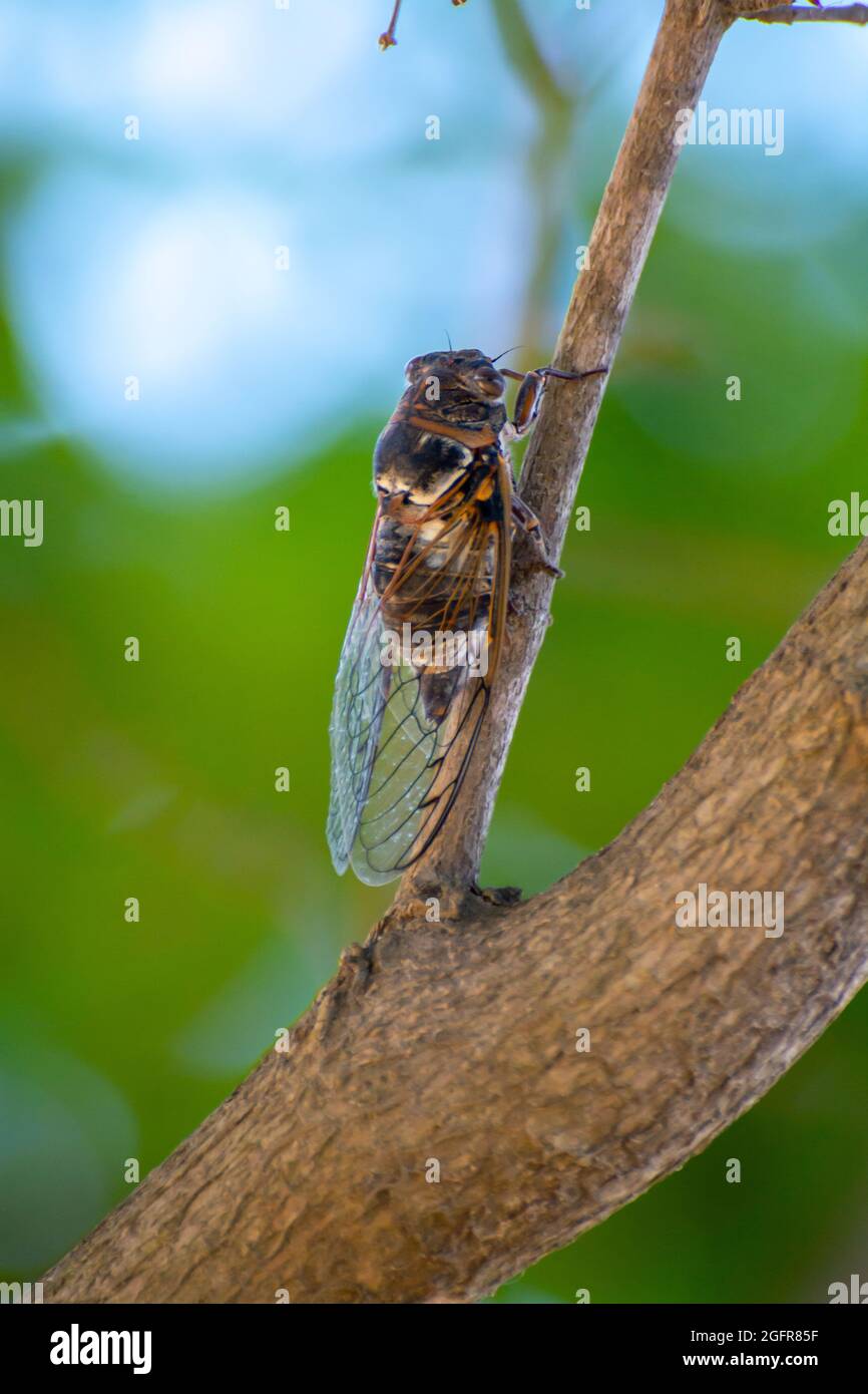 Symbol of Provence, adult cicada orni insect sits on tree close-up ...