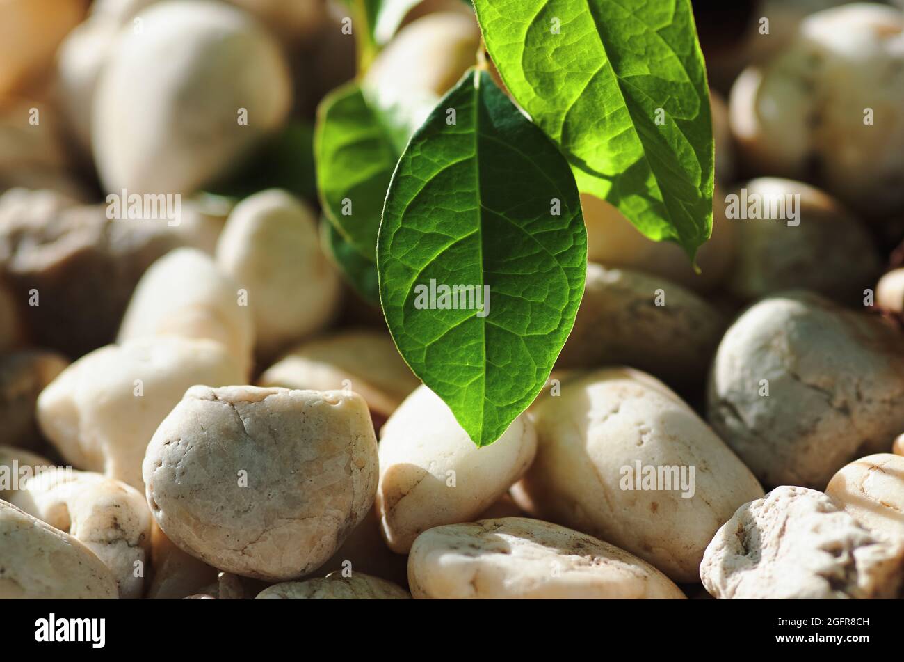 Leaves zen stones hi-res stock photography and images - Alamy