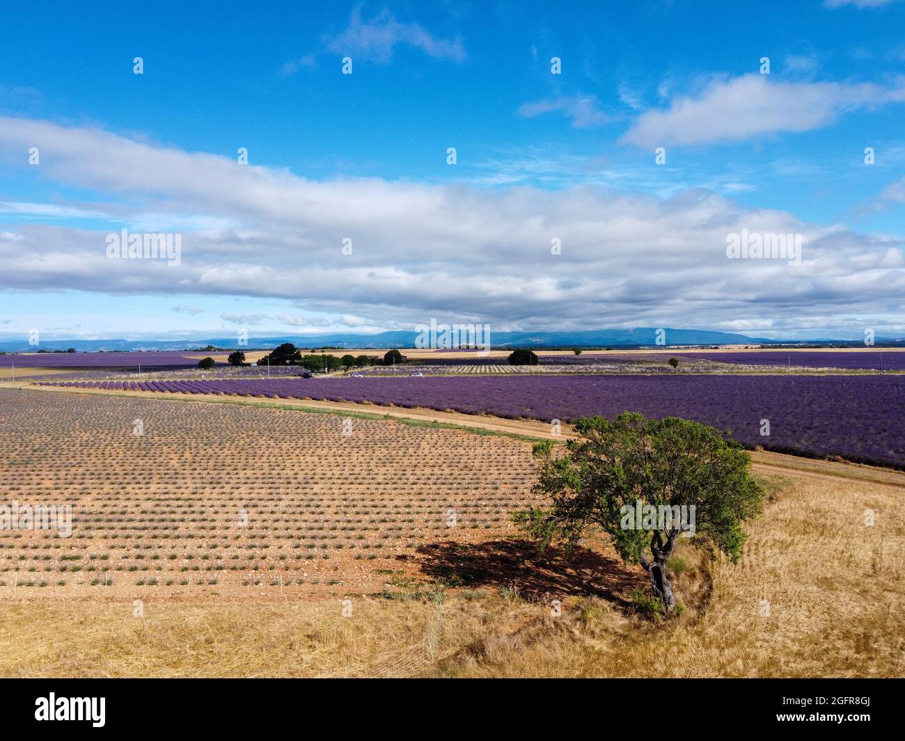 Aerial view of lavender fields in valensole, france hi-res stock photography and images - Alamy