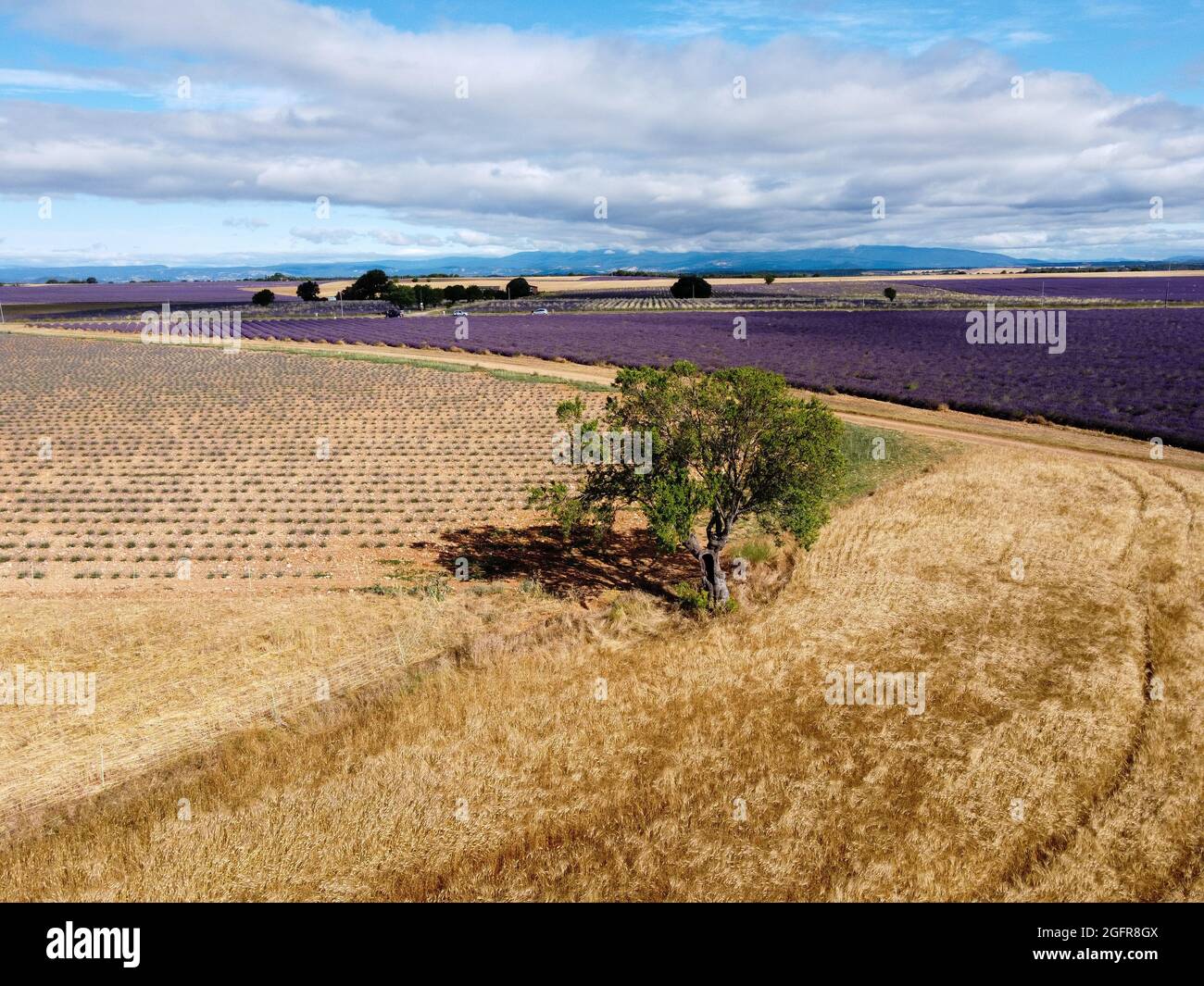 Aerial view of lavender fields in valensole, france hi-res stock photography and images - Alamy