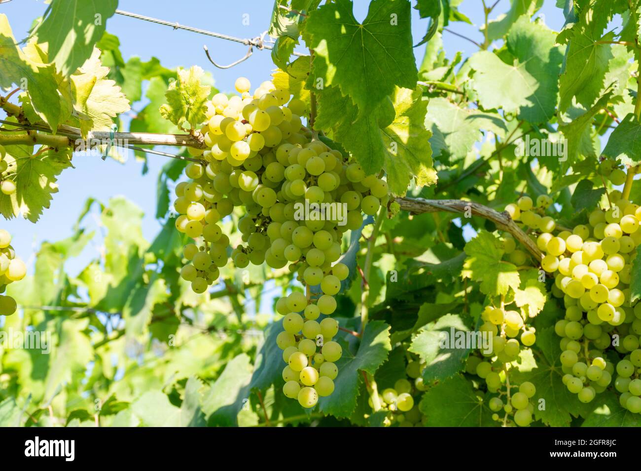 Bunches of white wine muscat grapes ripening in sunlights on vineyards ...