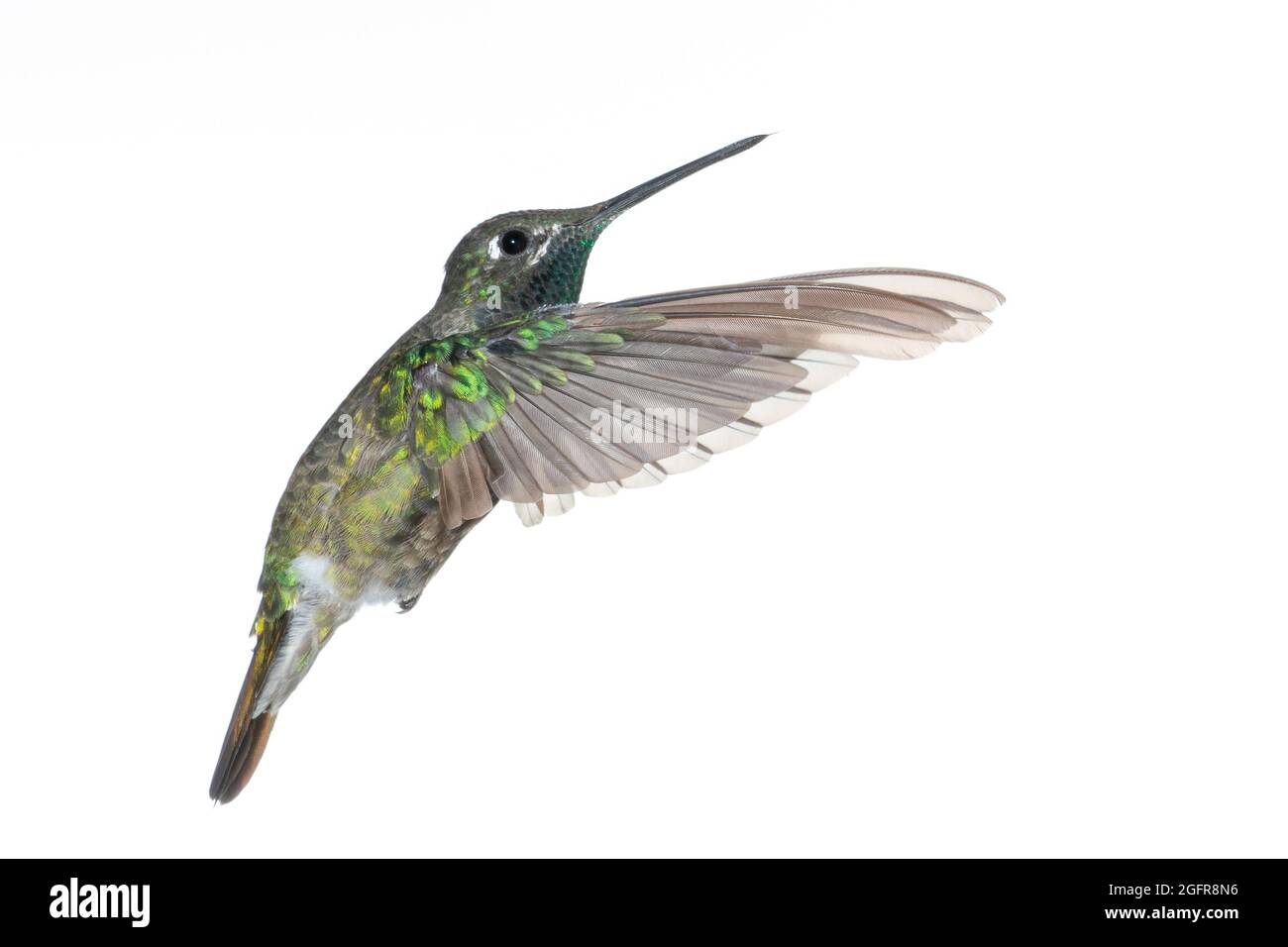 High key bird hi-res stock photography and images - Alamy