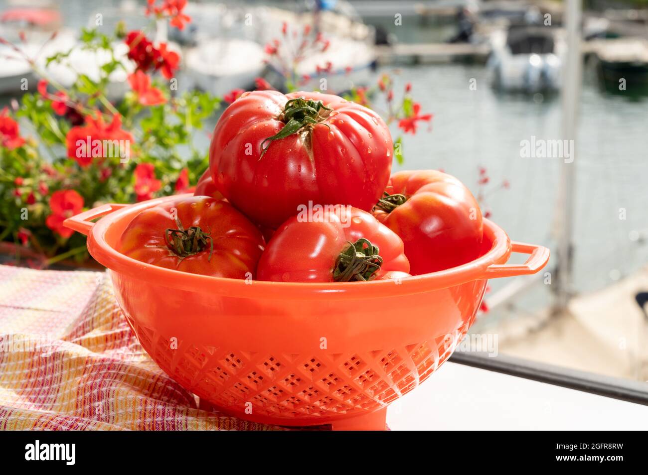 Tasty big ripe french tomatoes from Provence ready to eat in healthy ...