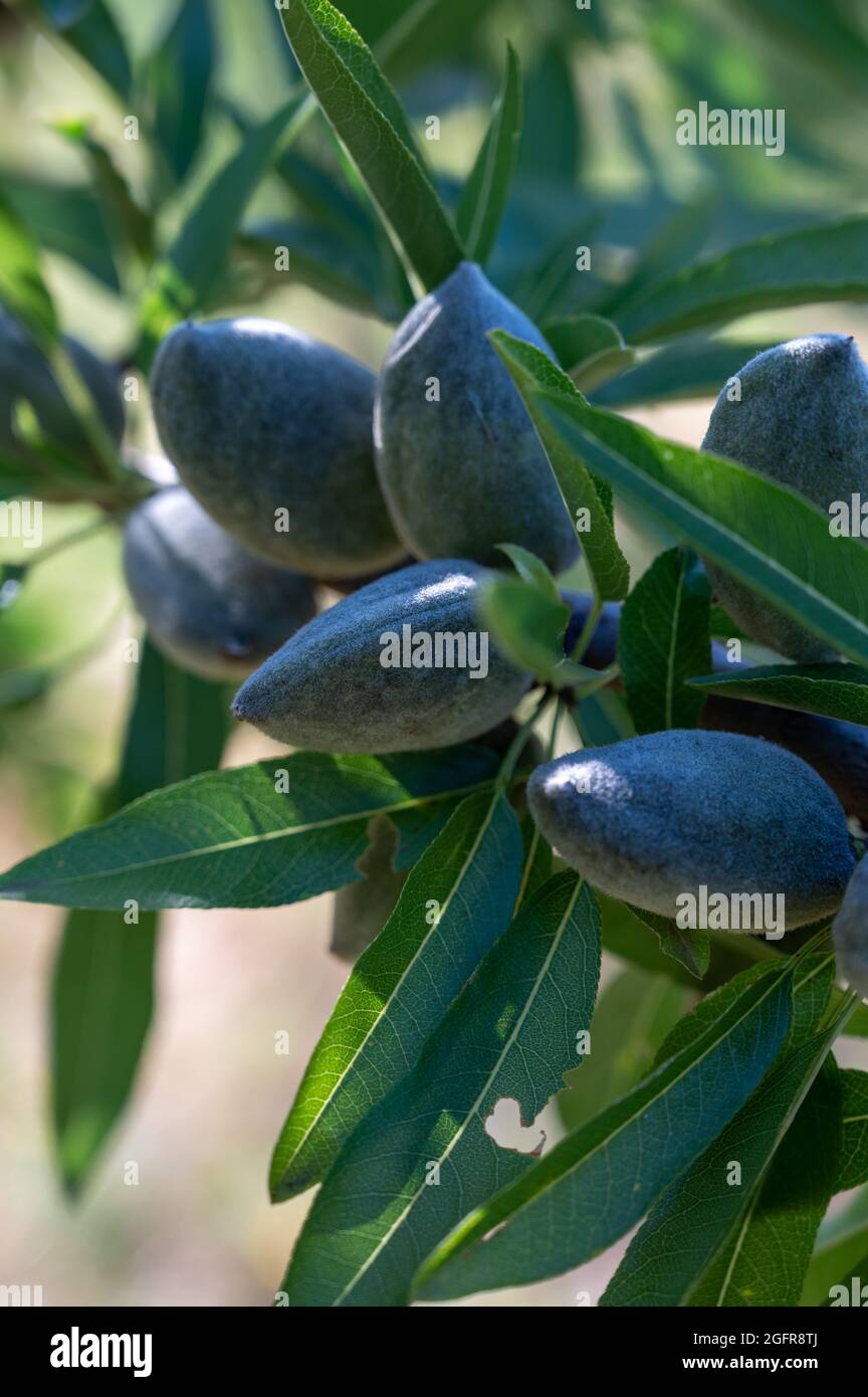 Green almonds nuts ripening on tree in summer, cultivation of almond ...