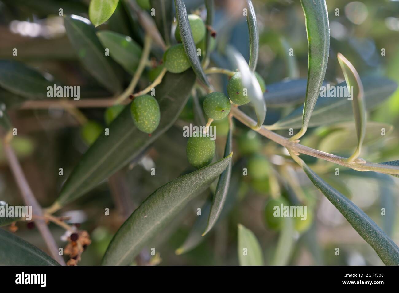 Olive harvest cyprus hi-res stock photography and images - Alamy