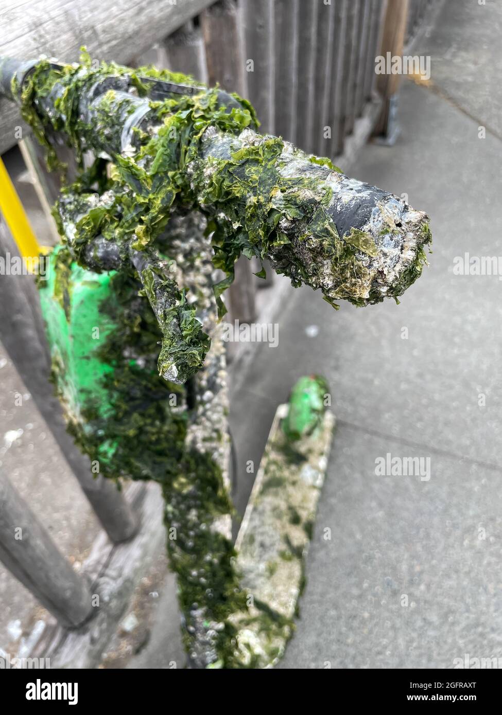 Seattle, USA. 26 Aug, 2021. A Lime Scooter fished out of Elliott bay ...